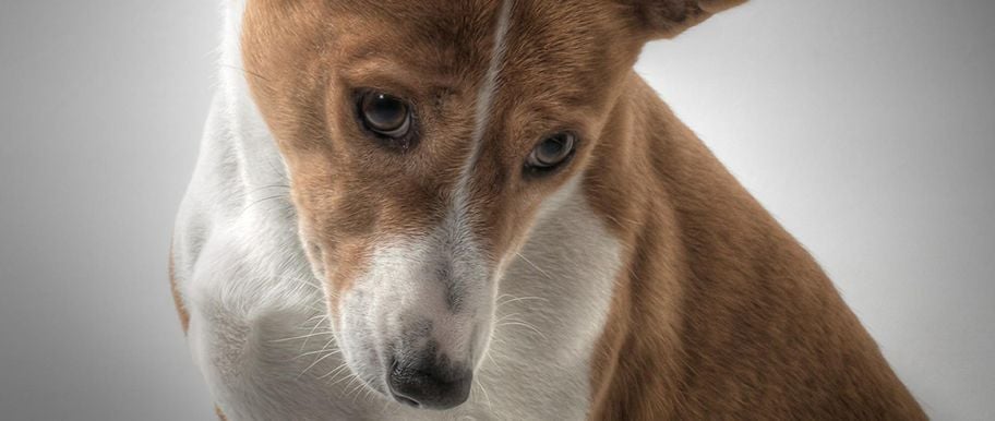 Chien basenji : guide complet sur la race
