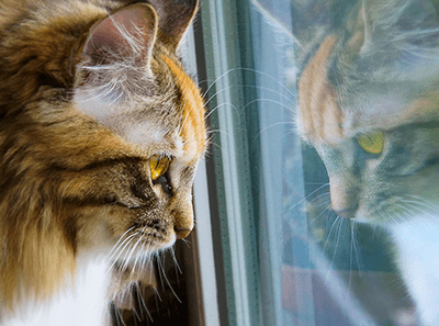 Les bruits de chats : explications pour mieux les comprendre