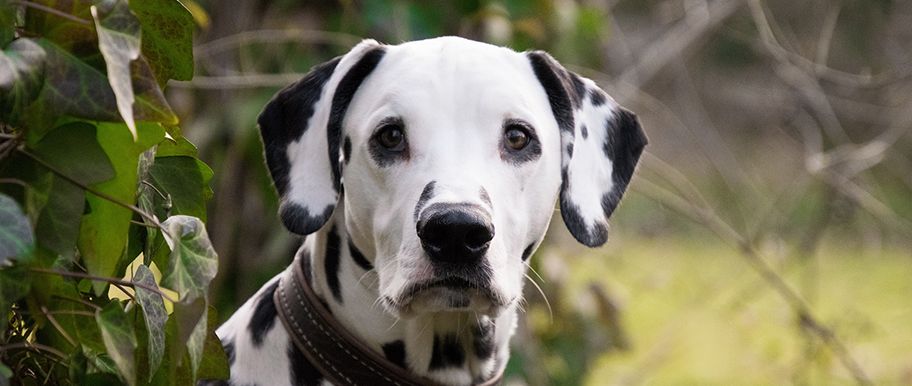 Chien dalmatien : profil de la race et assurance santé