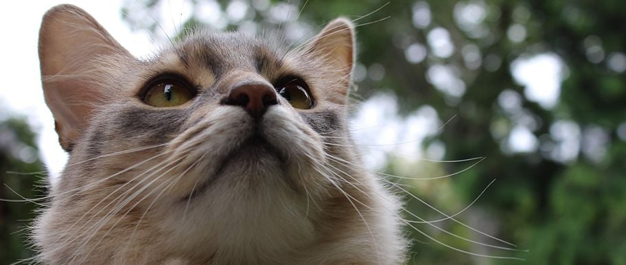 Tout savoir sur le chat Somali : caractéristiques et assurance