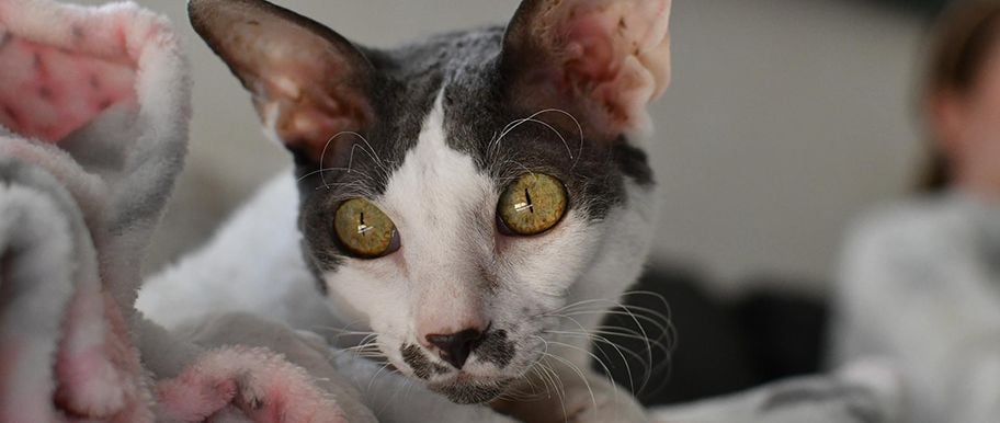 Chat cornish rex : caractère, soins, assurance santé