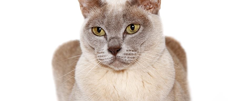 Chat Burmese : un félin sociable et attaché à ses maîtres