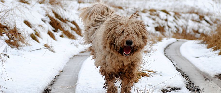 Carte d’identité du chien Komondor, une vraie force tranquille