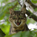 Tout savoir sur le comportement des chats